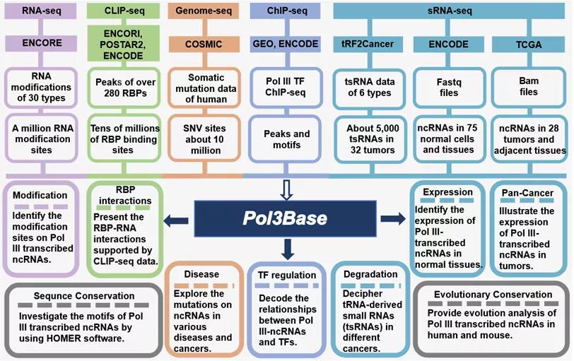 RNA组学团队开发PolⅢ转录的非编码RNA功能网络信息库 | 中山大学生命科学学院