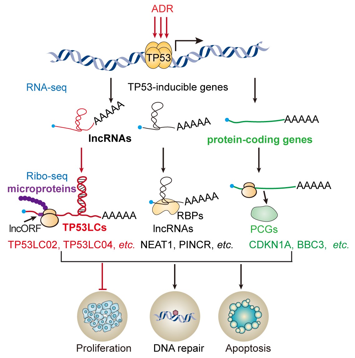 杨建华教授/屈良鹄教授课题组发现p53调控的lncRNA编码多肽在癌细胞增殖中的功能 | 中山大学生命科学学院